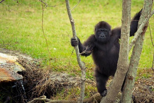 Gulf Breeze Zoo - Destin Florida AttractionsDestin Florida Attractions